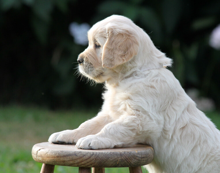 Camadas de Golden Retriever en Galicia. Cachorros | Costa Artabra