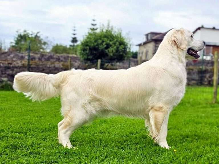 Progenie Popeye. Raven 1 año | Costa Artabra Golden Retriever